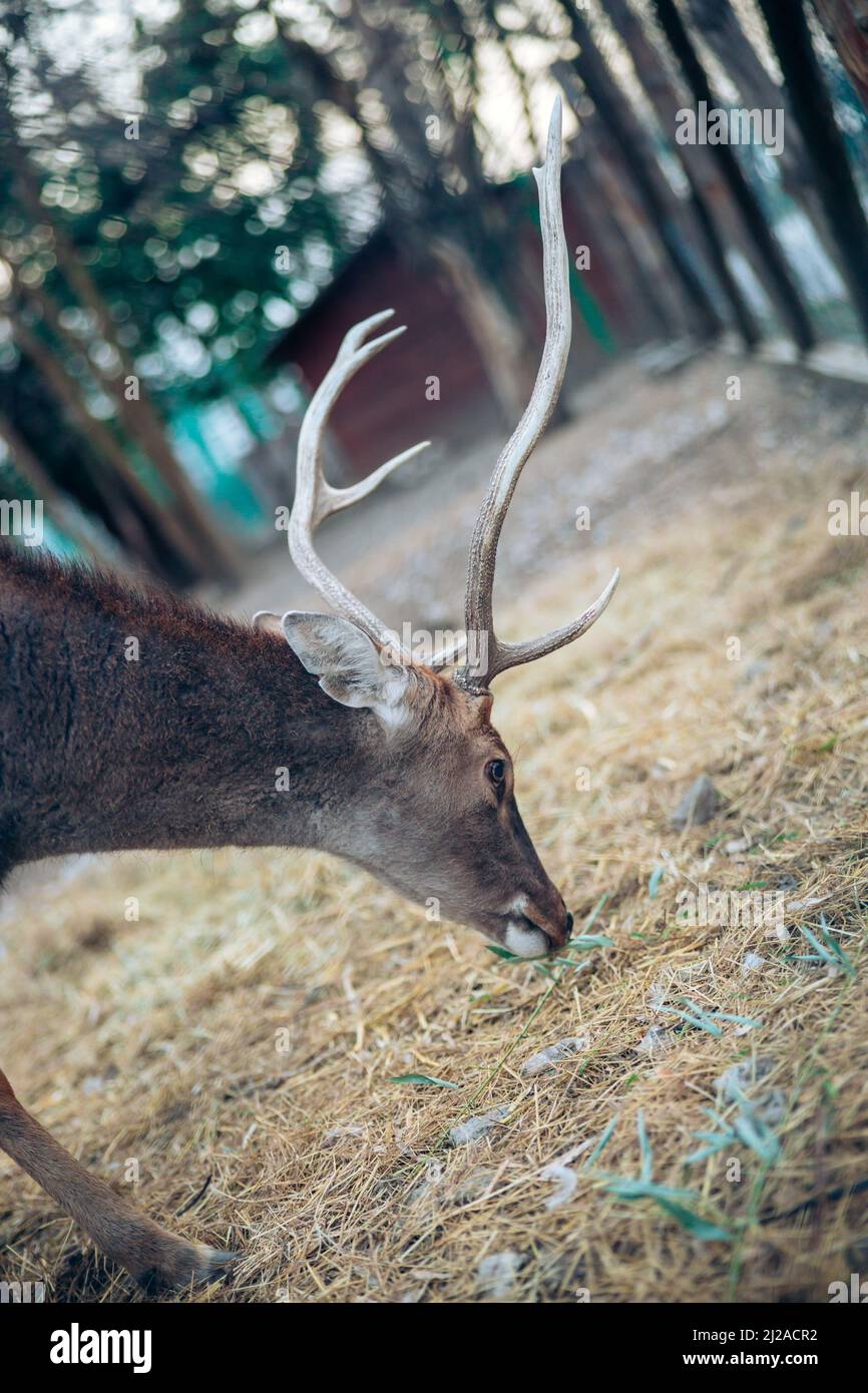 A beautiful male deer eating grass on a cloudy day in the forest. Huge ...