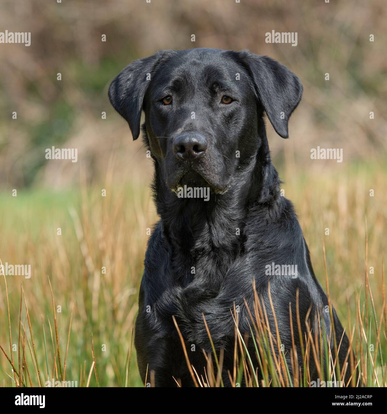 Black labrador gun dog sat hi-res stock photography and images - Alamy