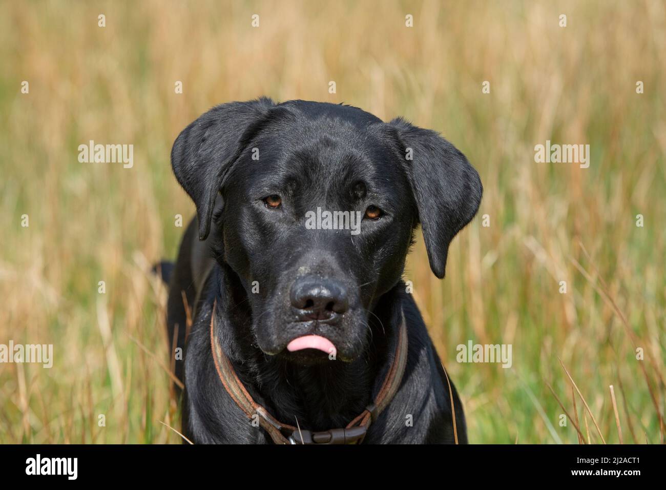 black labrador dog poking tongue out Stock Photo - Alamy