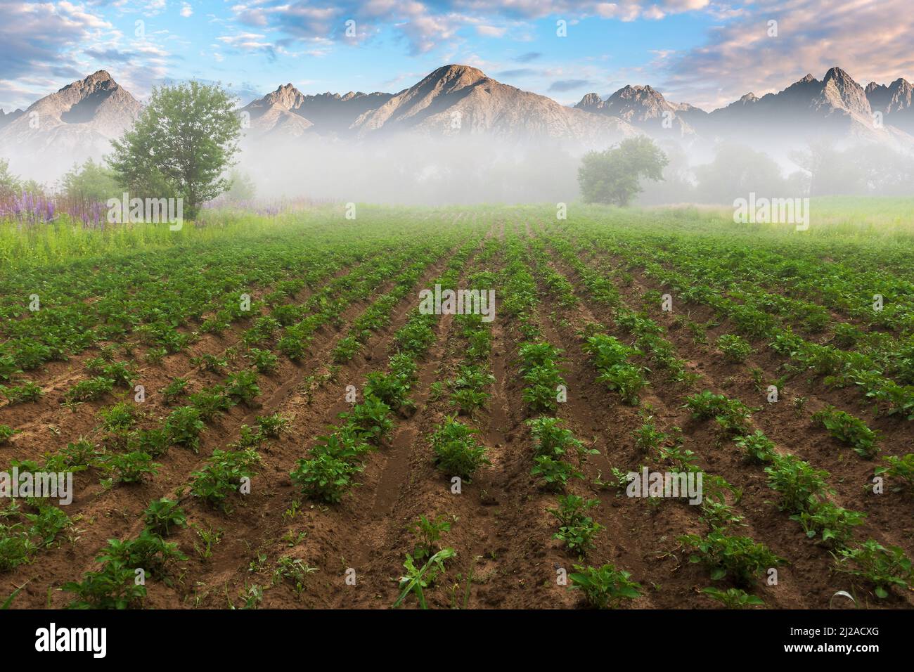 slovakia countryside at foggy sunrise. cultivated field of potato ...