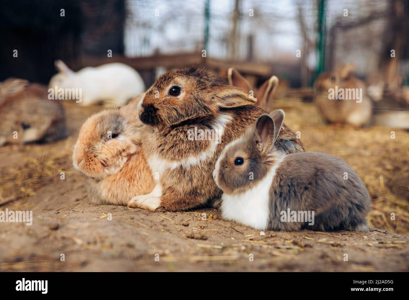 Cute Adorable Bunnies