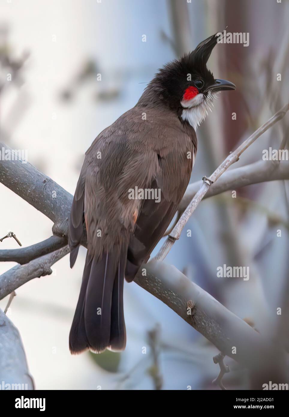 A vertical close-up of a red whiskered bulbul bird on a tree branch ...