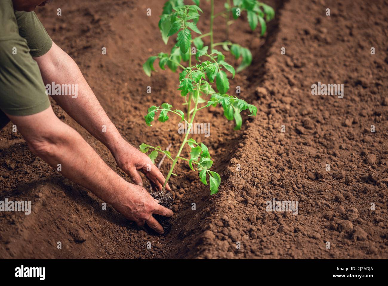 Farmer holding vegetables in farm hi-res stock photography and images ...
