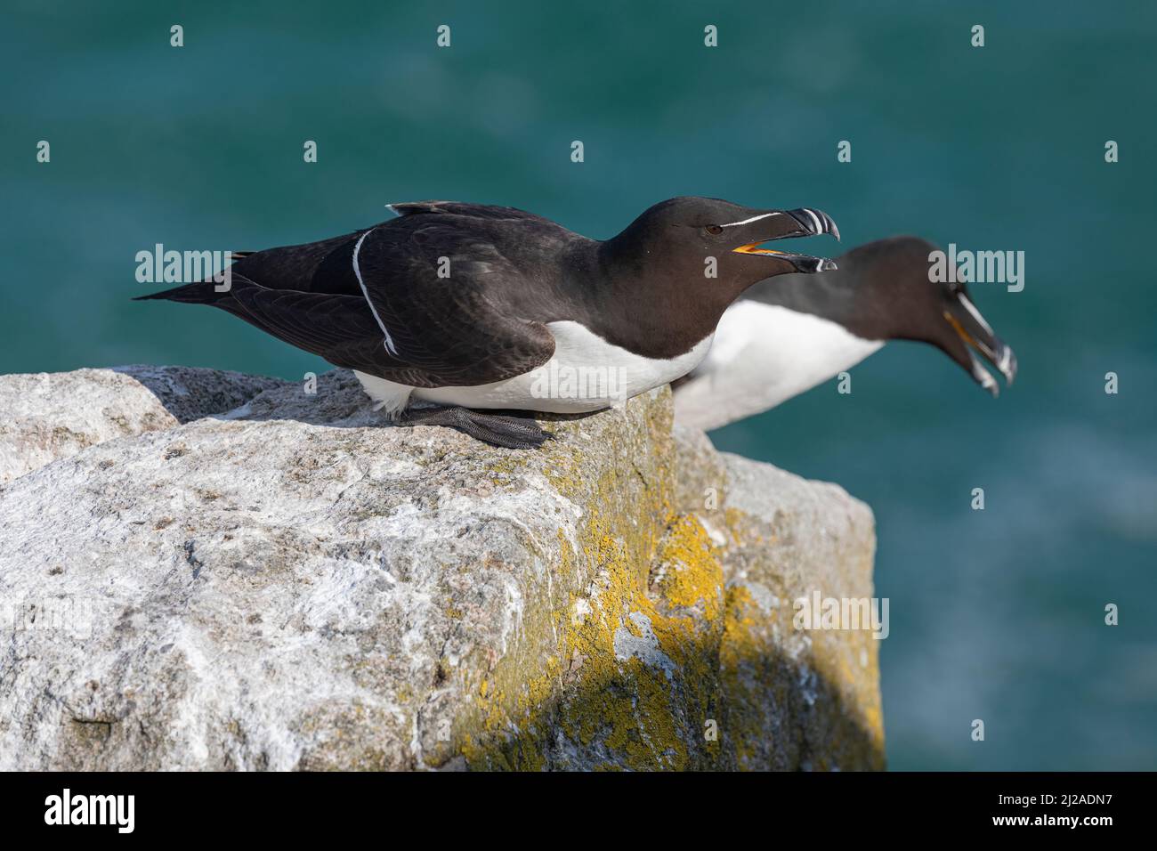 Razorbill, Alca torda, Adult pair on rocky outcrop. May, Great Saltee ...
