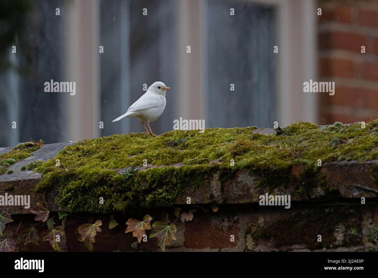 Leucistic bird hi-res stock photography and images - Alamy