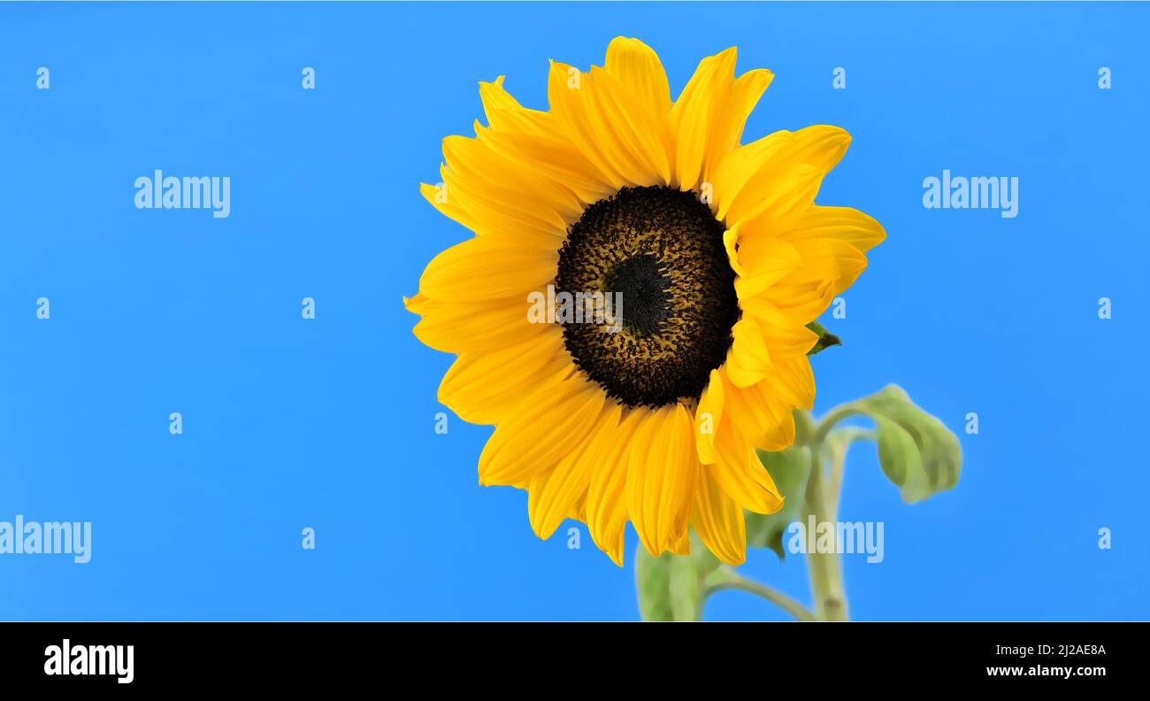 Yellow sunflower over blue background, symbol of Ukraine with copy ...