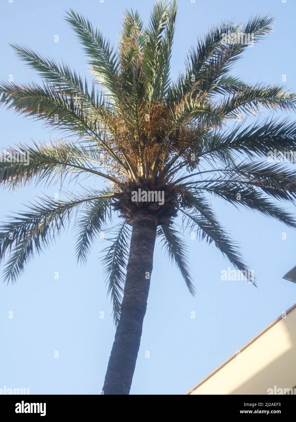 Spanish palm tree photographed from below with clear light blue sky in ...