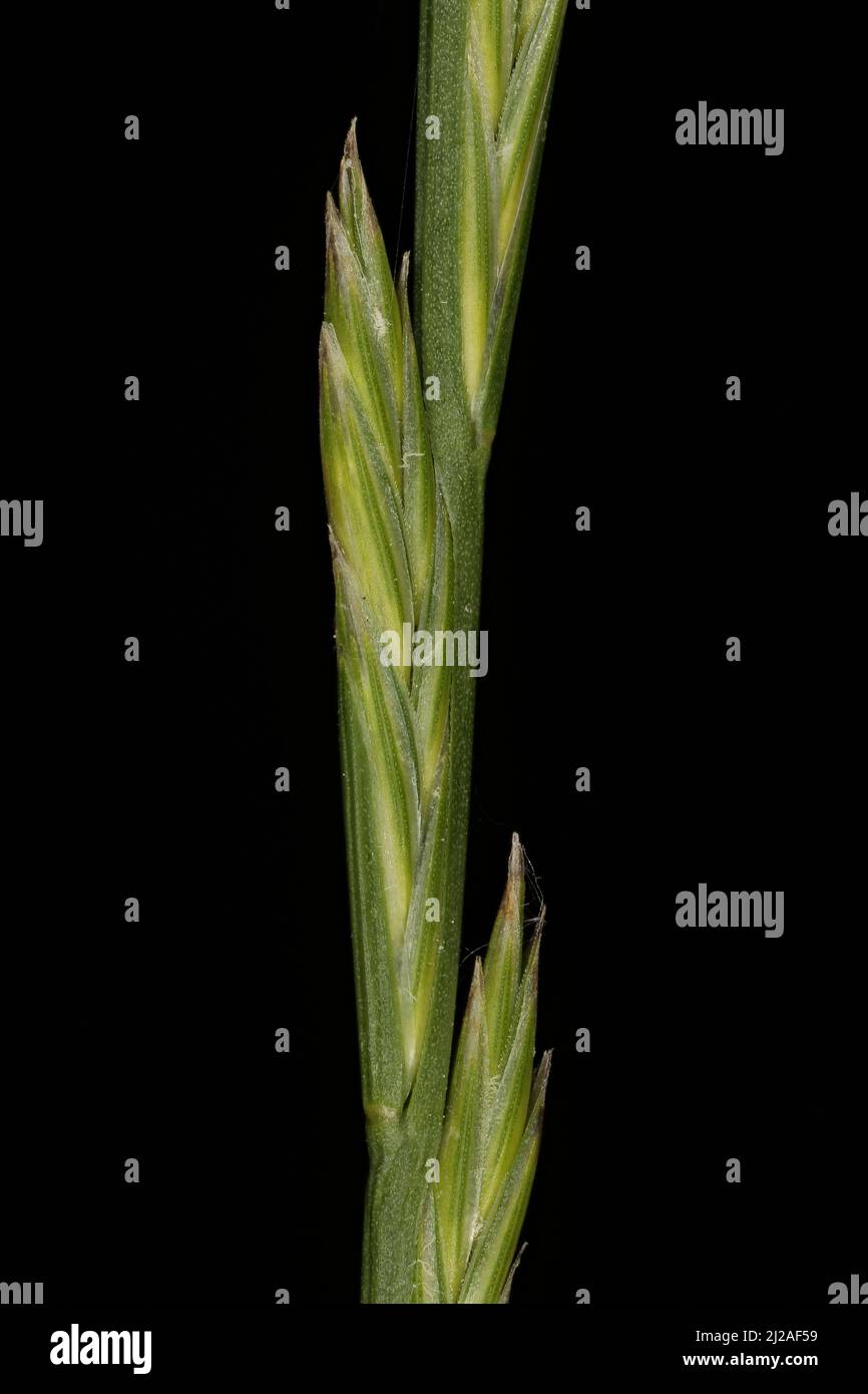 Lolium perenne hi-res stock photography and images - Alamy