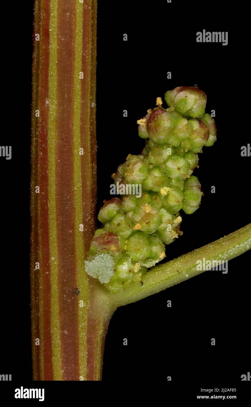 Oak-Leaved Goosefoot (Oxybasis glauca). Inflorescence Detail Closeup ...