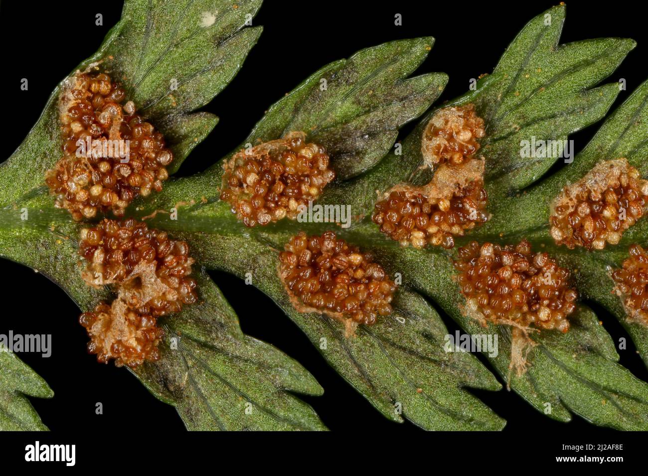 Indusium hi-res stock photography and images - Alamy