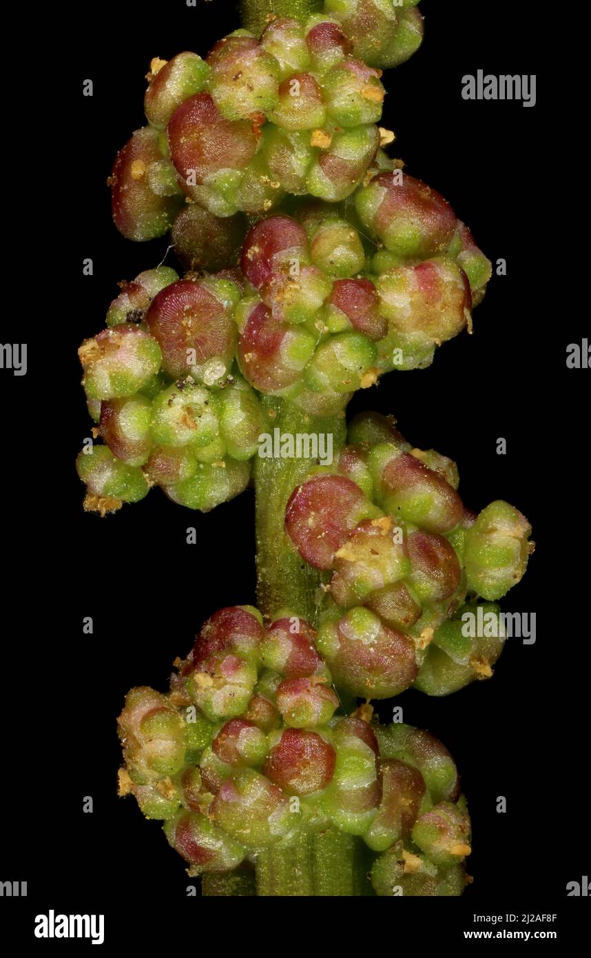Oak-Leaved Goosefoot (Oxybasis glauca). Inflorescence Detail Closeup ...