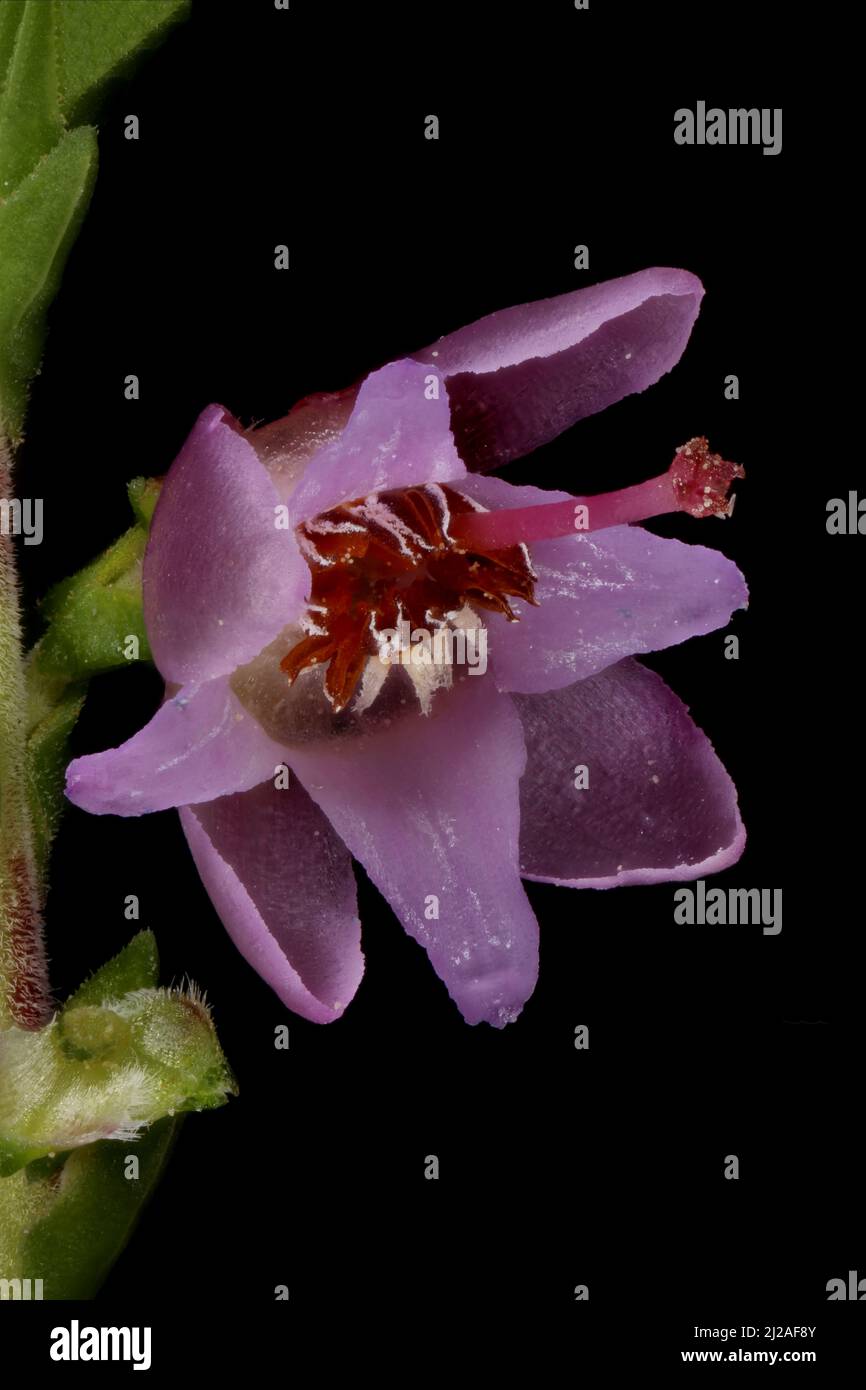 Heather flower illustration hi-res stock photography and images - Alamy