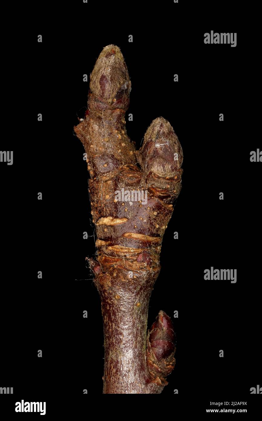 Tip of shoot hi-res stock photography and images - Alamy
