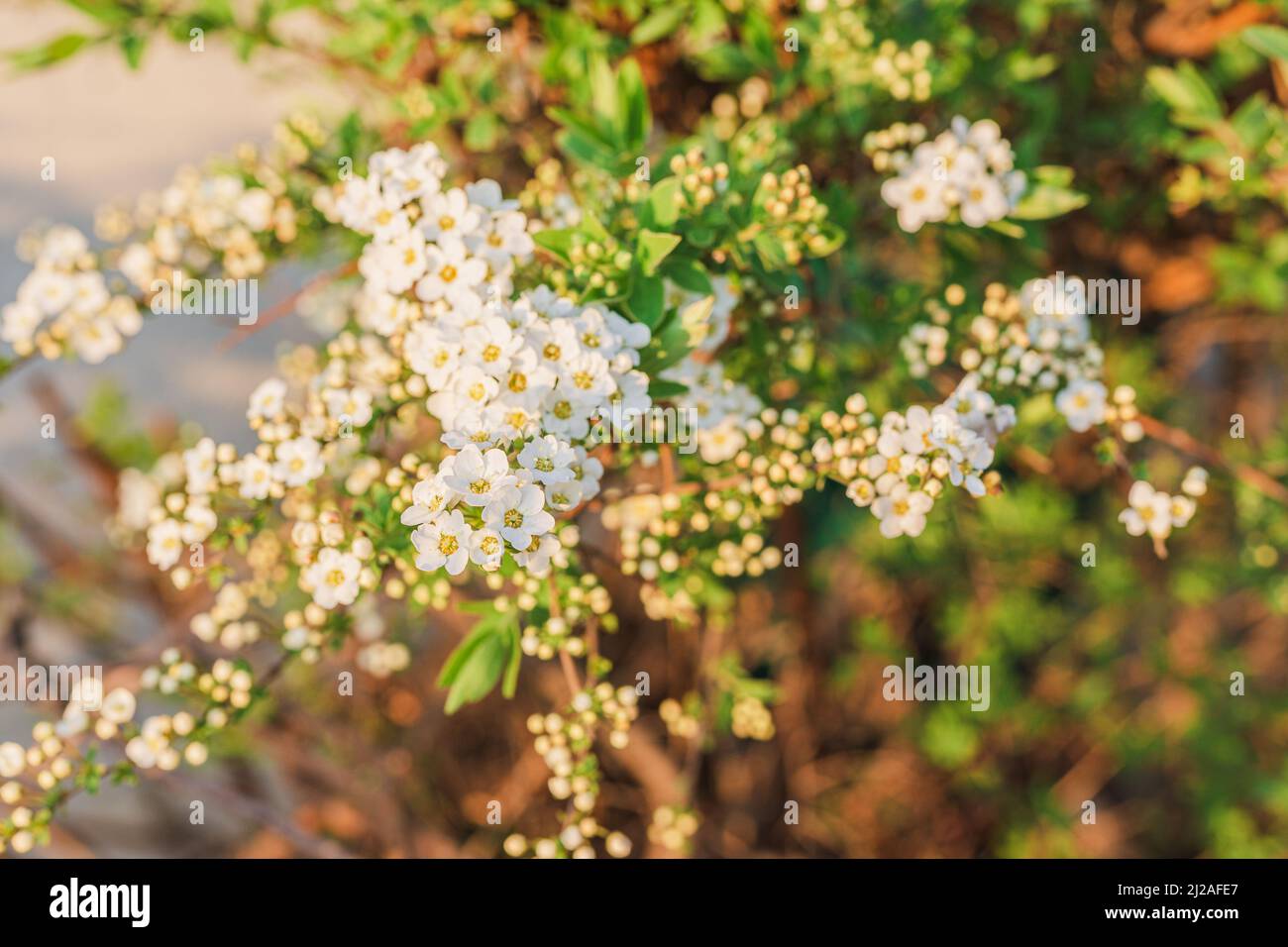Spirea shrub High Resolution Stock Photography and Images - Alamy