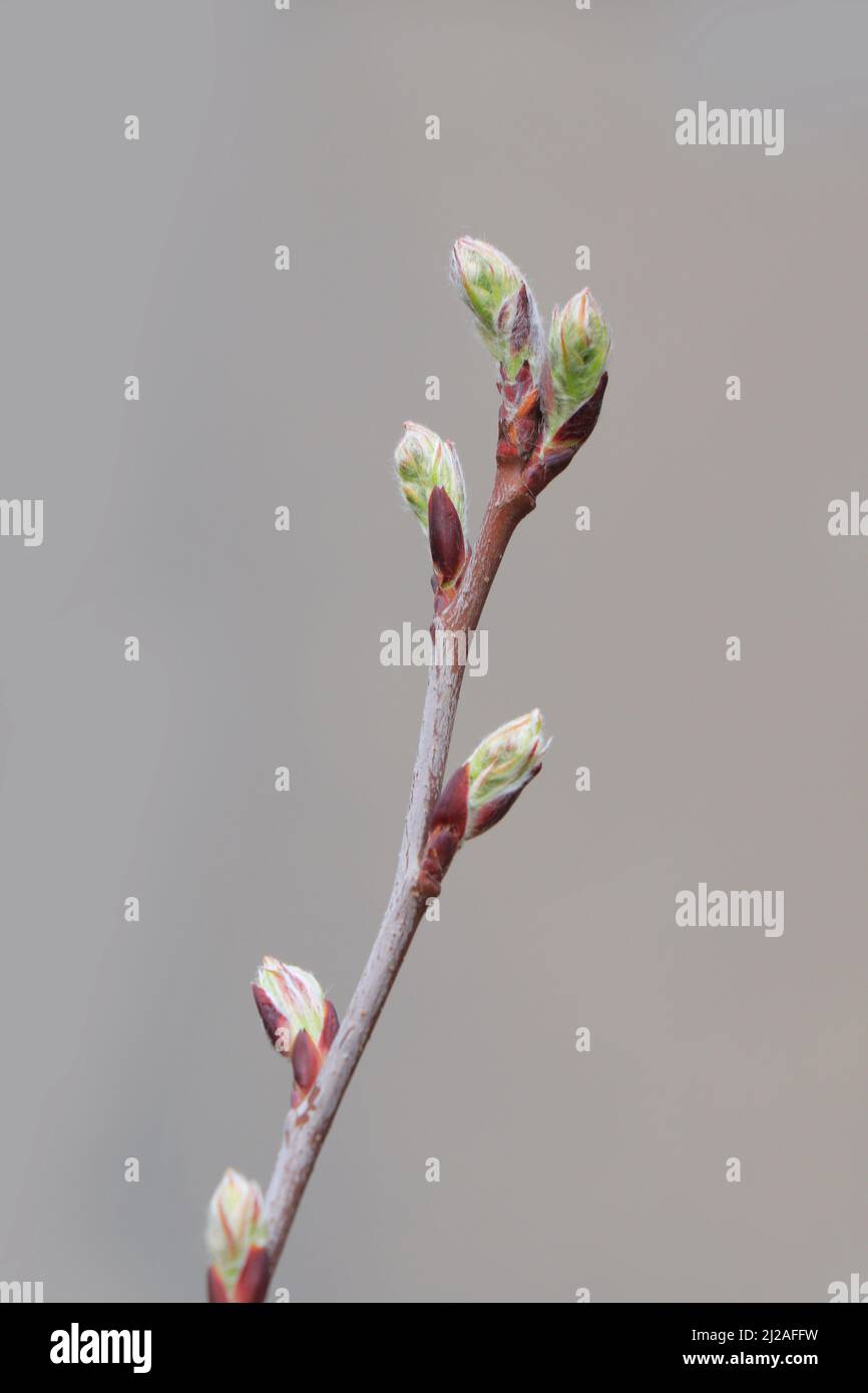 Branche with a new bud of a young blueberry plant, the northern ...