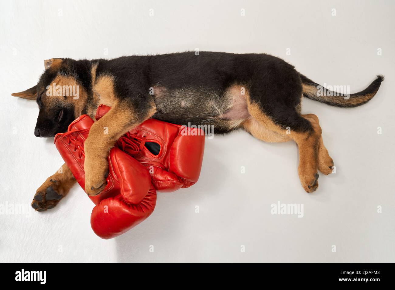 Top view of german shepherd puppy sleeping on floor with red boxing ...