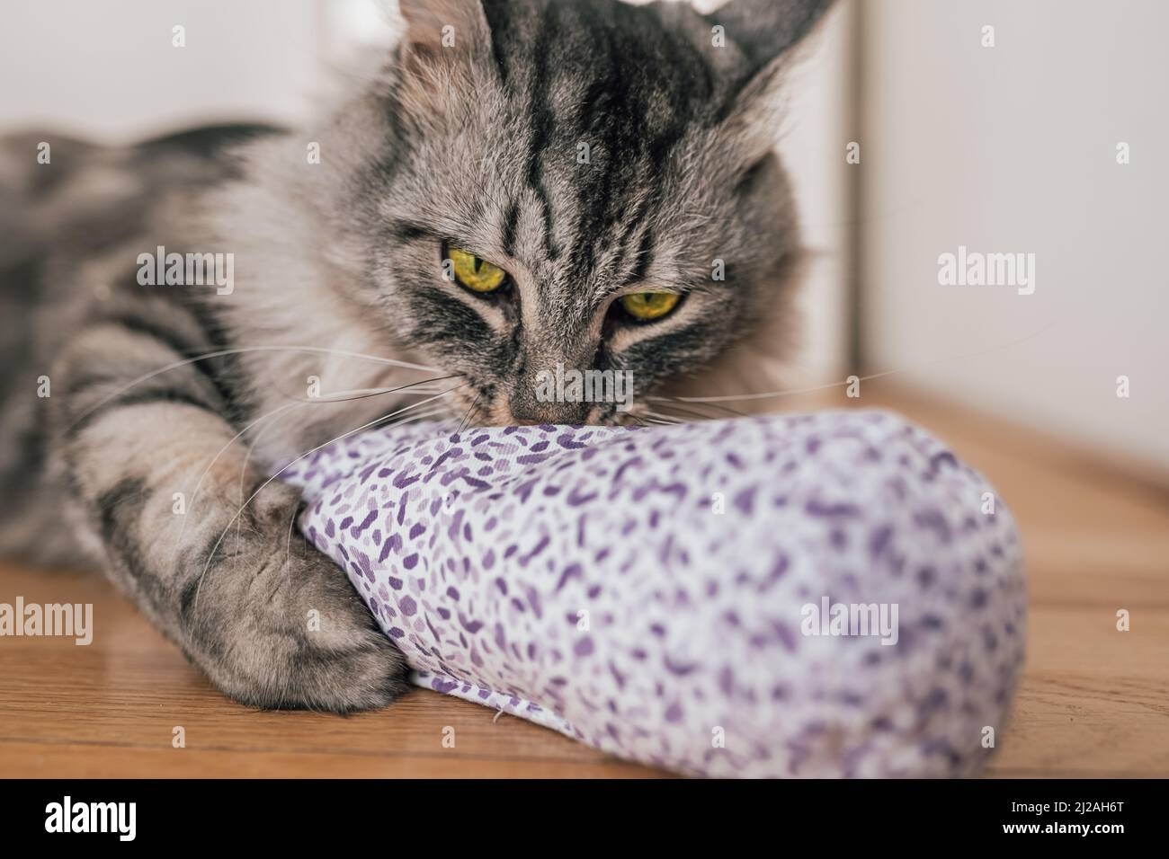 Valerian herb hi-res stock photography and images - Alamy