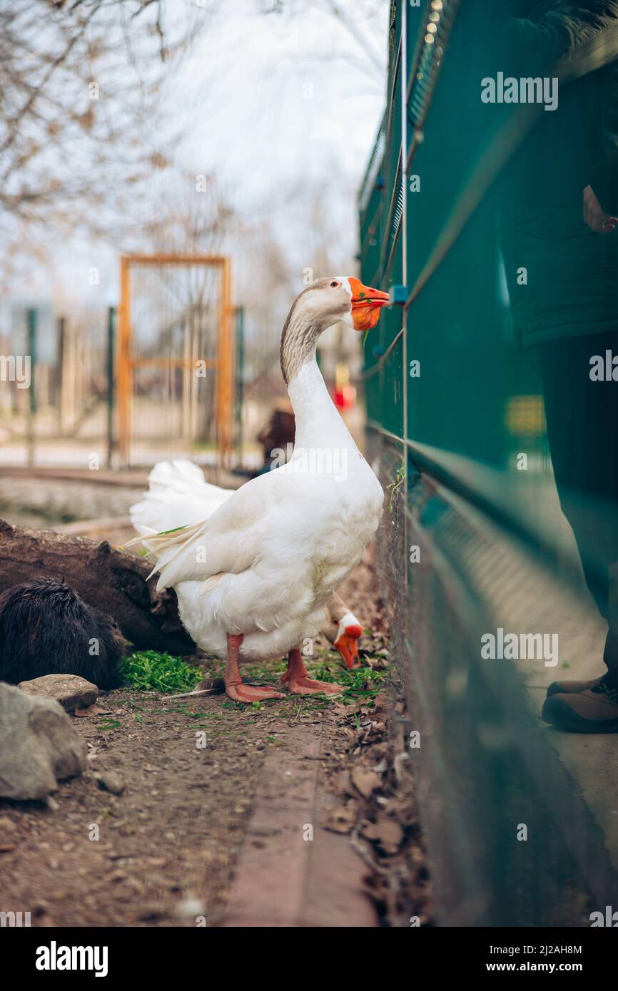 Portrait of Domestic goose, in profile on blurred background in a zoo ...