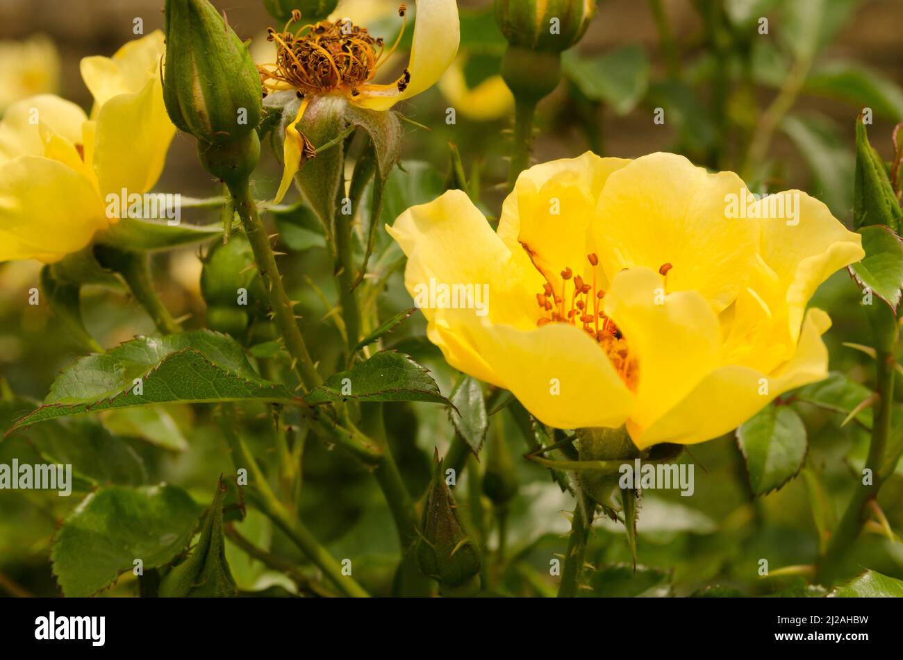 Garden yellow rose bush blooming hi-res stock photography and images ...