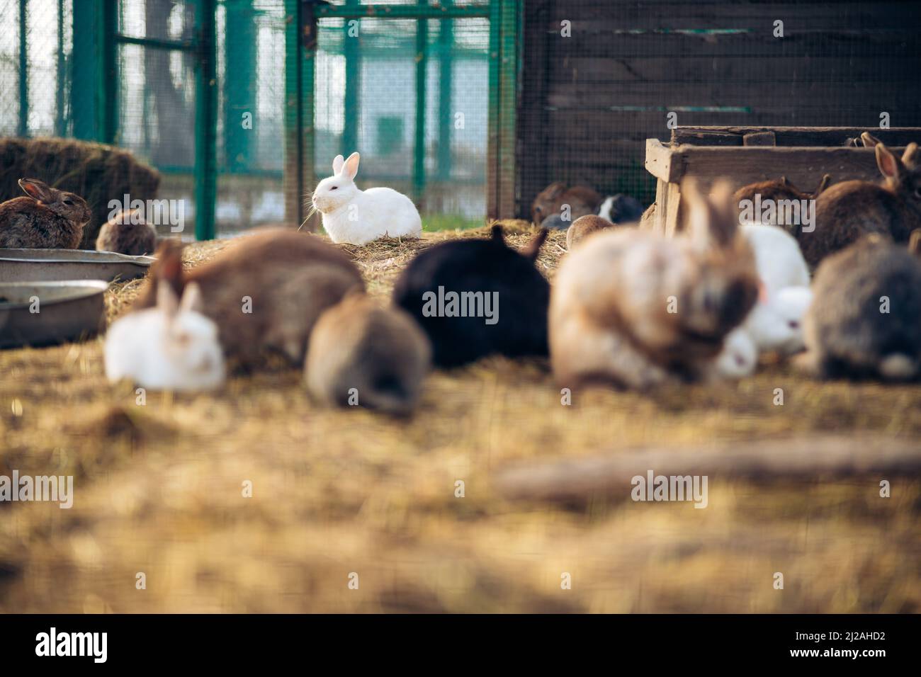 Cute adorable rabbits bunnies hugging together in a farm. Holes dug in ...
