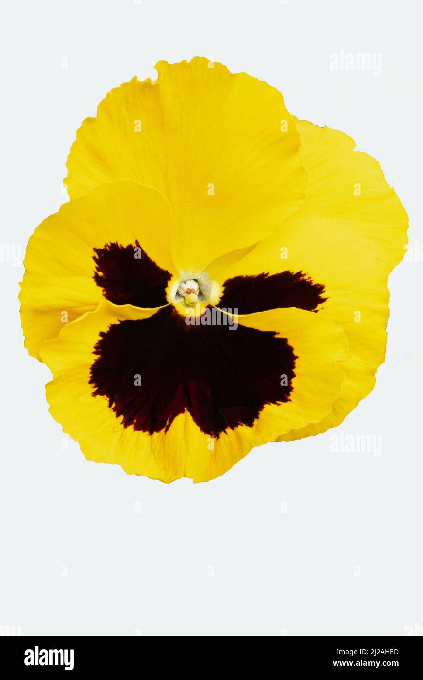 Yellow black single pansy Stock Photo - Alamy