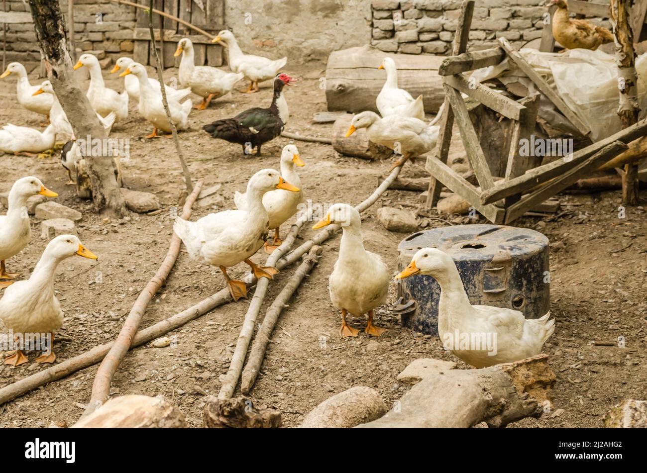 Ducks farm hi-res stock photography and images - Alamy