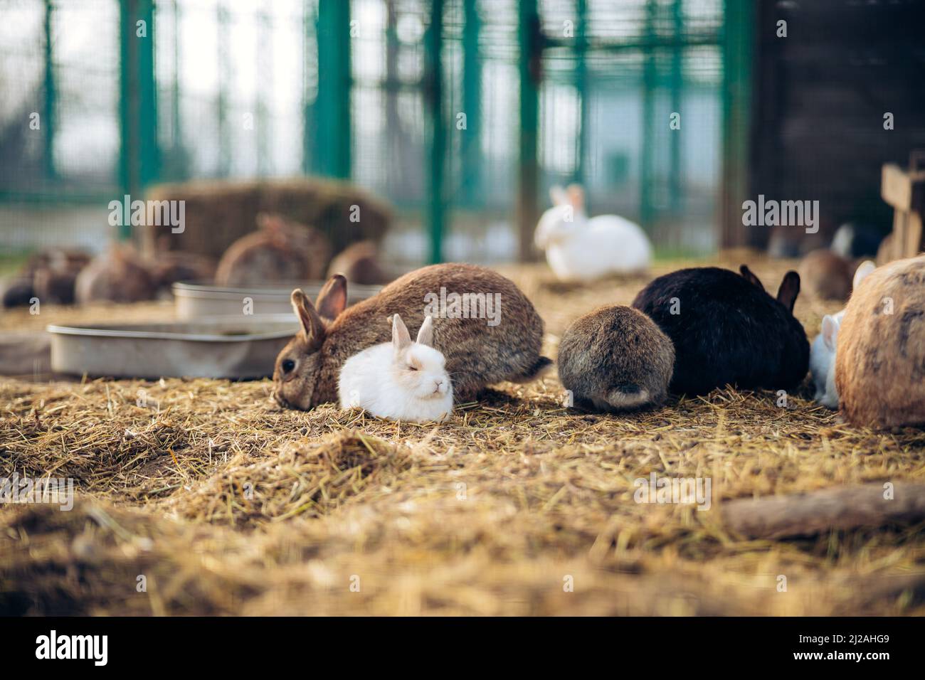 Cute adorable rabbits bunnies hugging together in a farm. Holes dug in ...