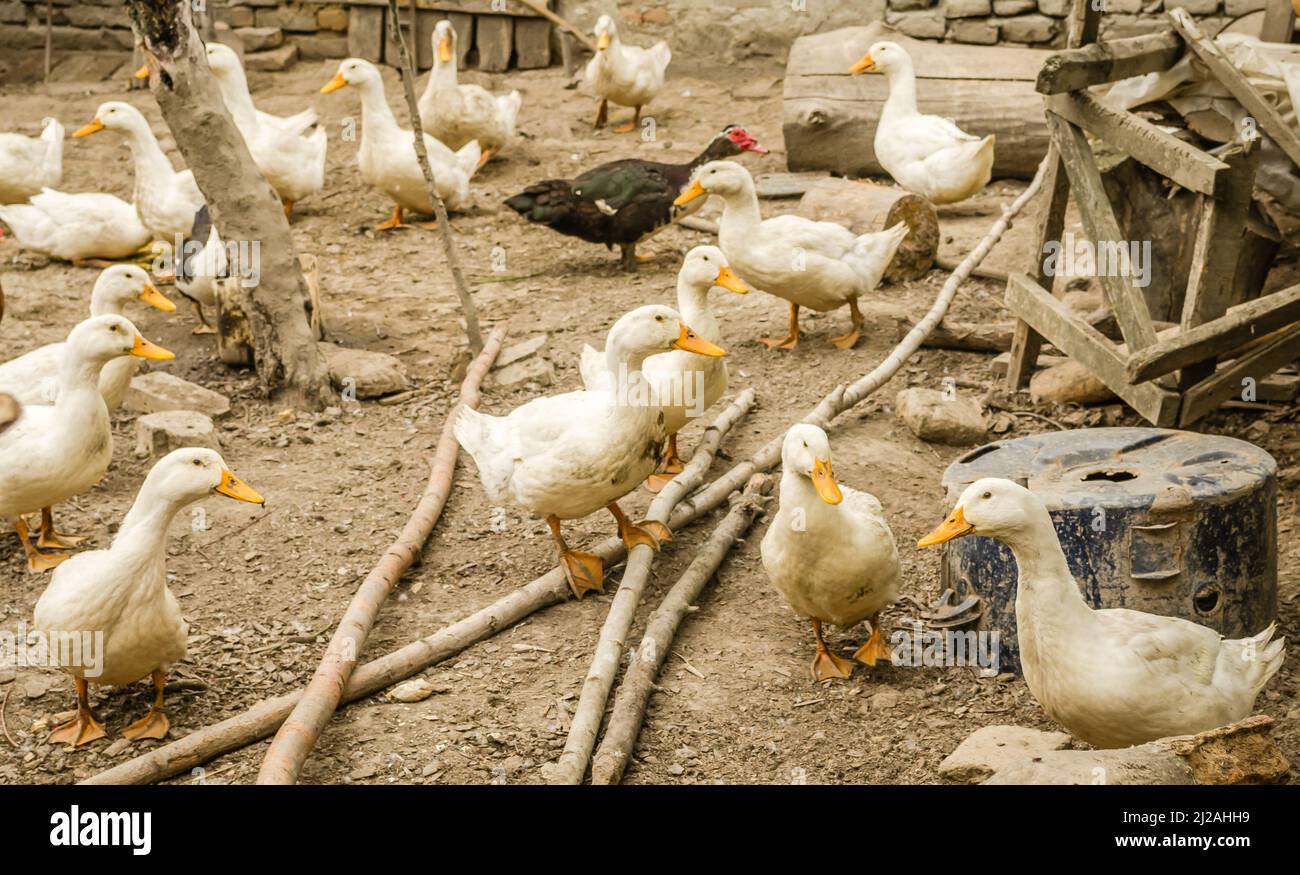 Farm ducks hi-res stock photography and images - Alamy