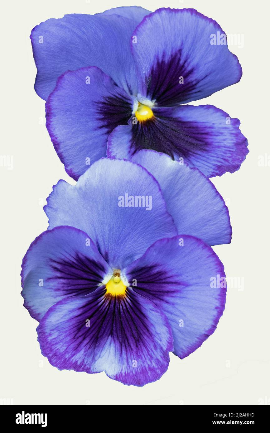 Dead heading pansies hi-res stock photography and images - Alamy