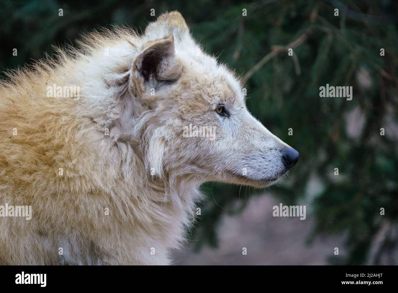 Arctic wolf (Canis lupus arctos), also known as the white wolf or polar wolf Stock Photo - Alamy
