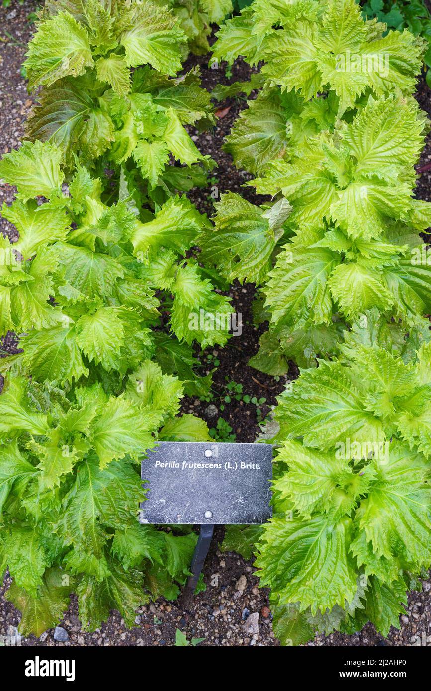 Green shiso plant (Perilla frutescens) herbal medicine Stock Photo - Alamy