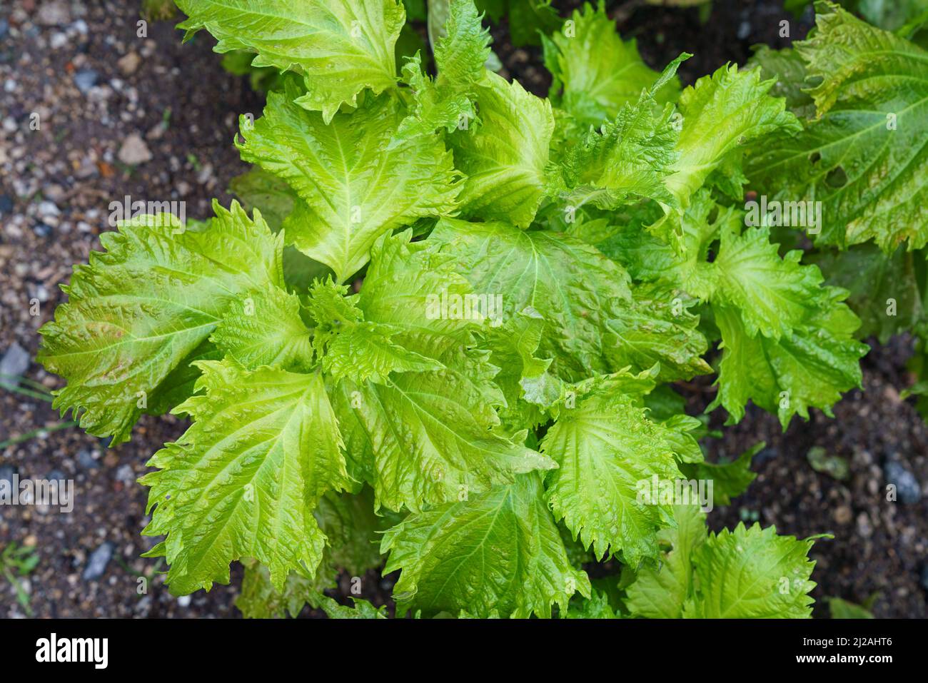 Green shiso plant (Perilla frutescens) herbal medicine Stock Photo - Alamy