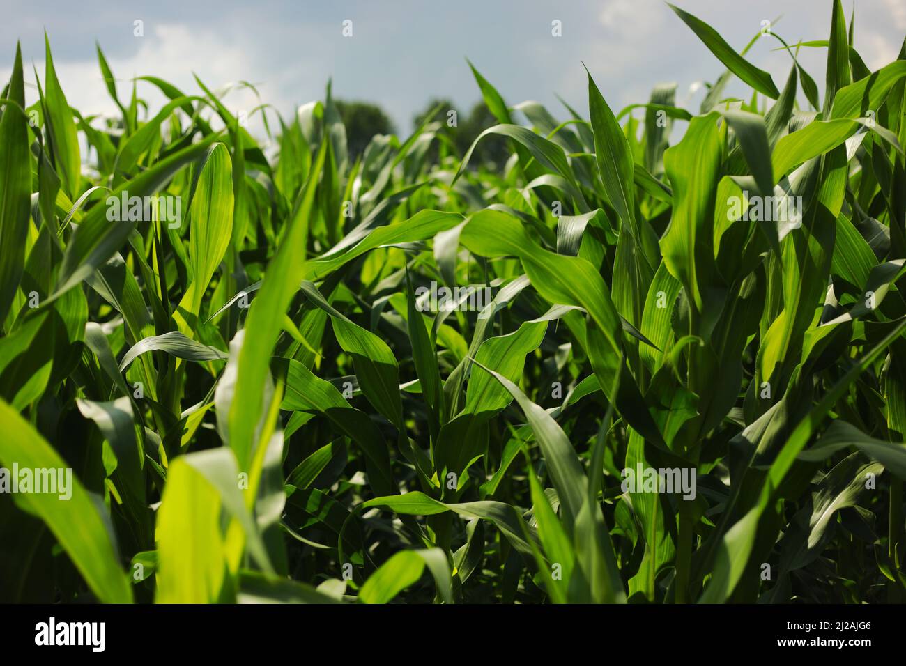 Corn field agriculture. Green nature. Rural farm land in summer. Plant ...