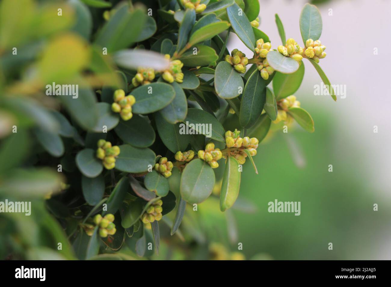 Yellow Buxus flowers. Blooming boxwood. Buxus sempervirens with yellow ...