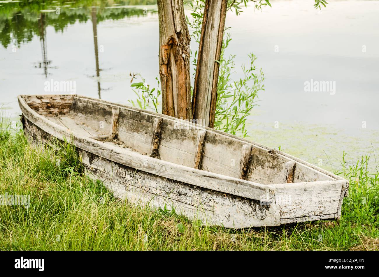 A wooden boat pulled ashore and tied to a tree near Kovilj, not far ...