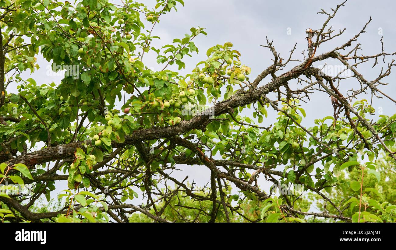 Grandmother growth hi-res stock photography and images - Alamy