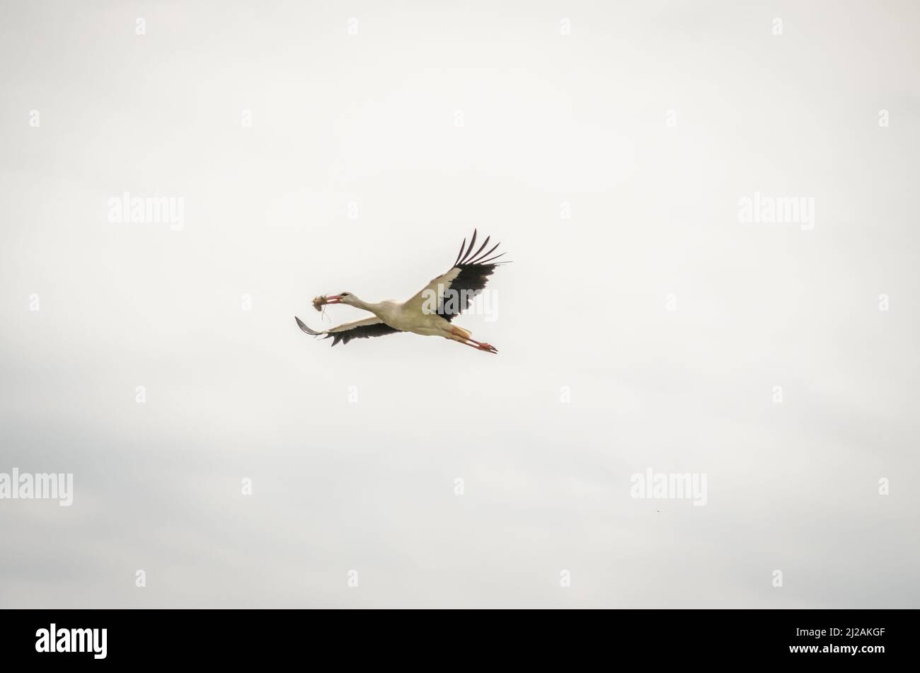 White storks fly in the air above the settlement Stock Photo - Alamy