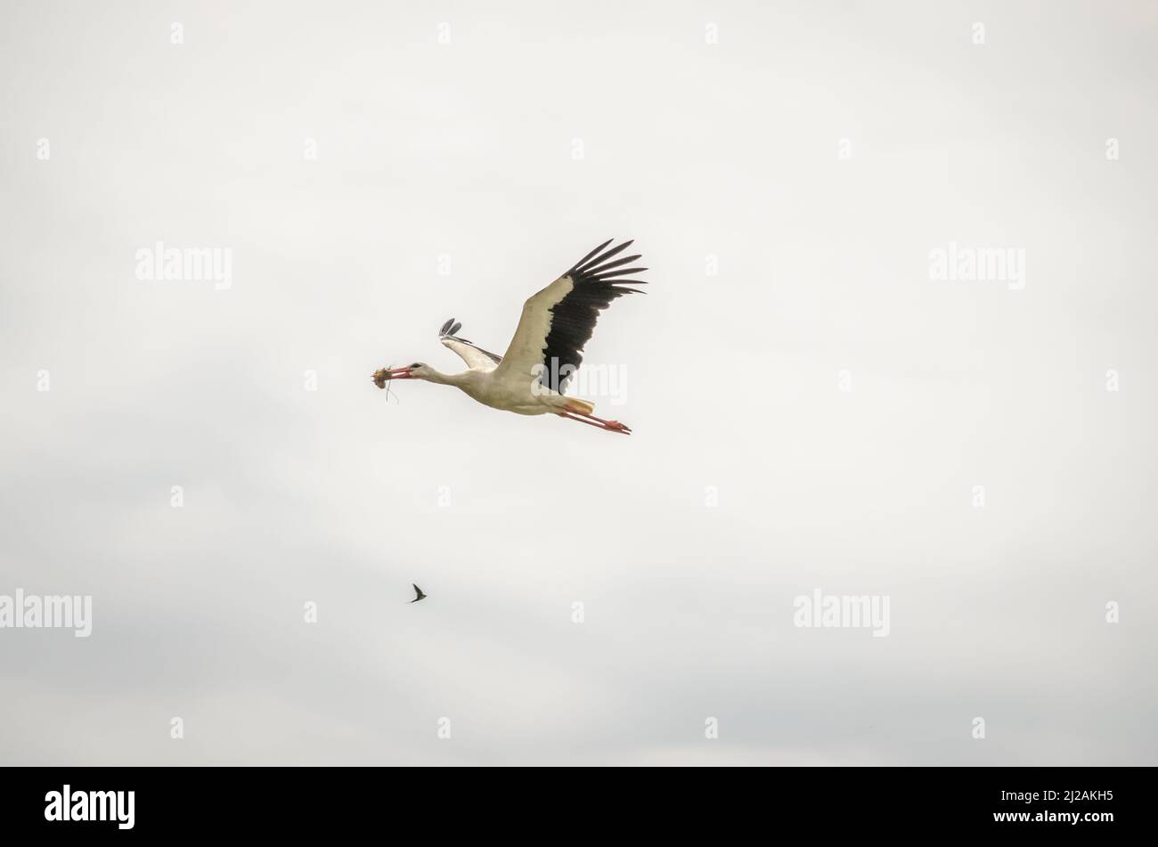 White storks fly in the air above the settlement Stock Photo - Alamy
