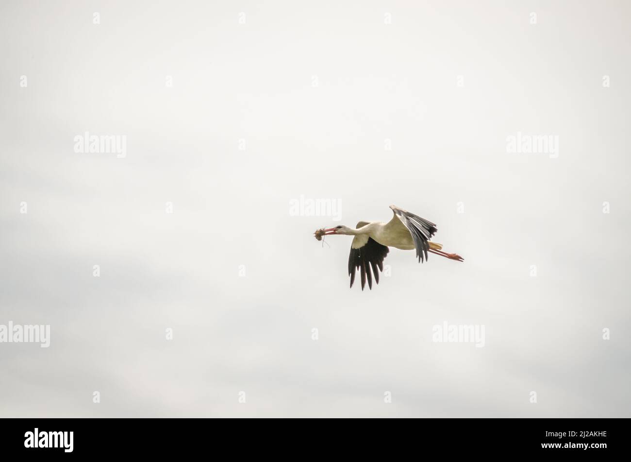 White storks fly in the air above the settlement Stock Photo - Alamy