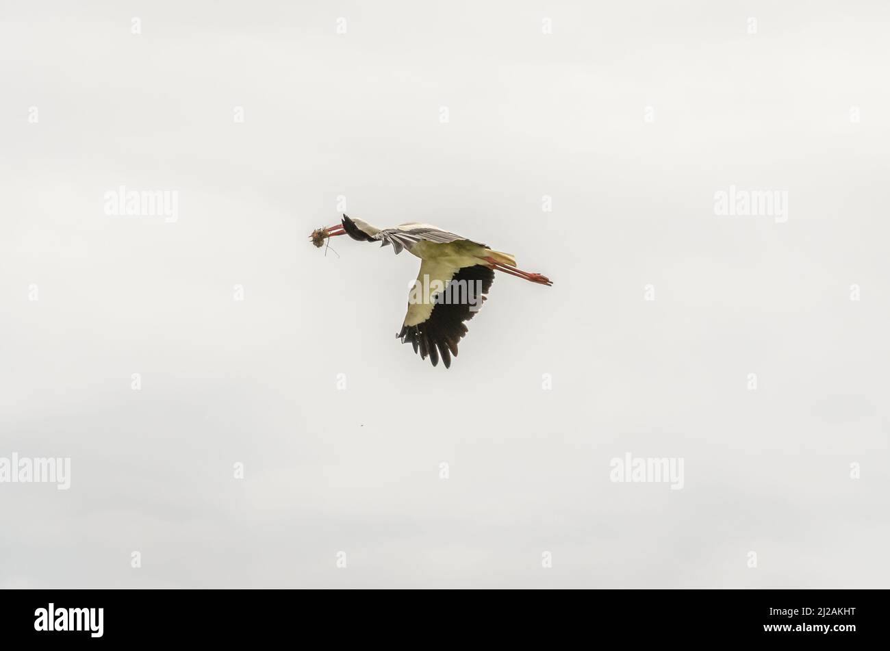 White storks fly in the air above the settlement Stock Photo - Alamy