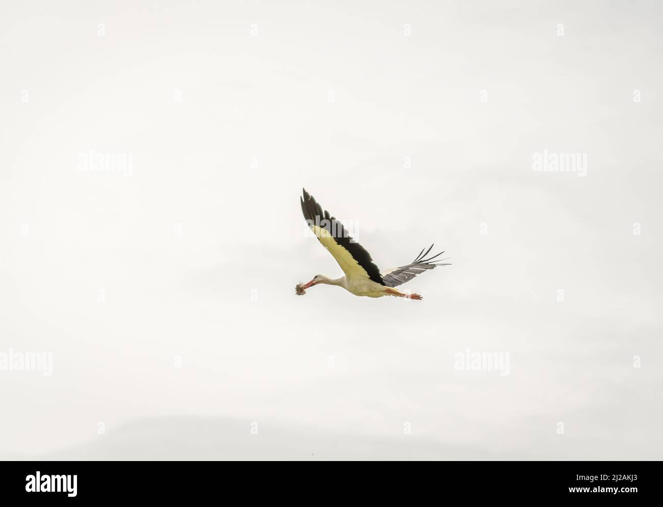 White storks fly in the air above the settlement Stock Photo - Alamy