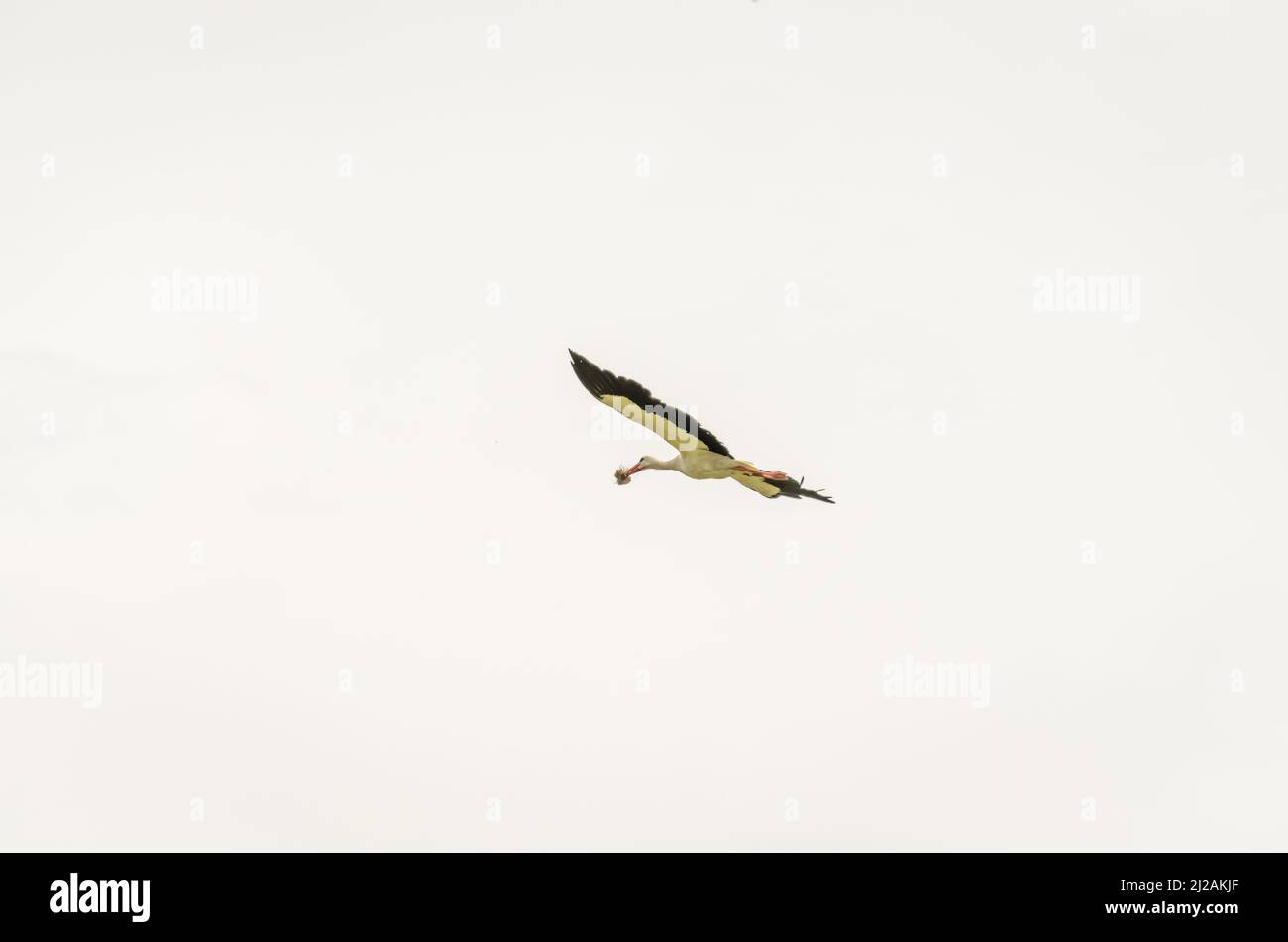 White storks fly in the air above the settlement Stock Photo - Alamy
