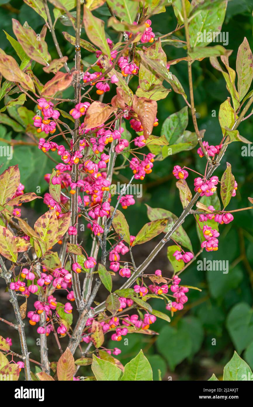 A branch of beresklet, Euonymus, with clusters of bright pink berries ...