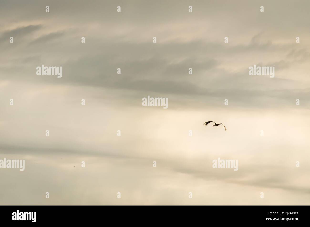 Two storks in the air hi-res stock photography and images - Alamy