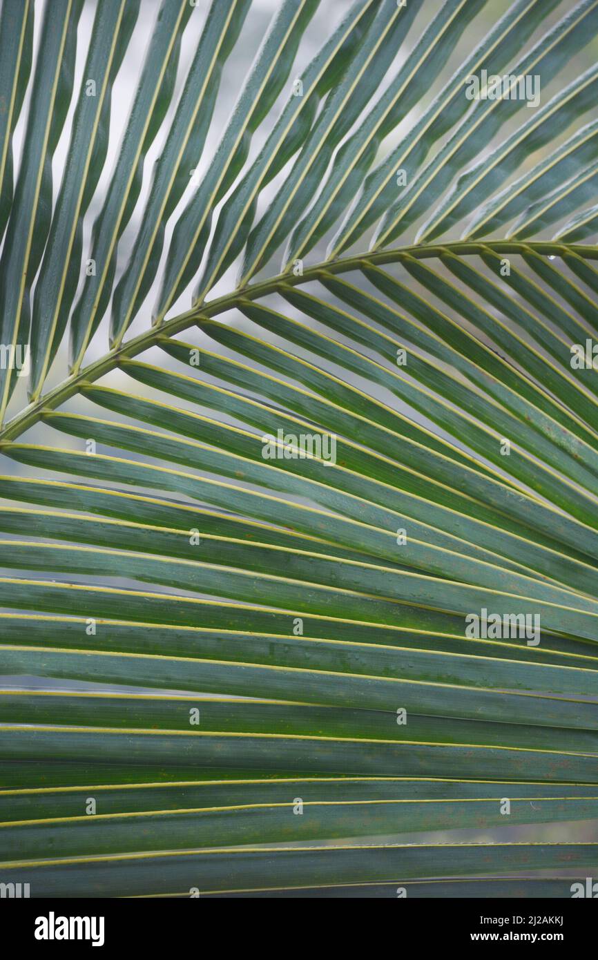 Coconut leaf pattern hi-res stock photography and images - Alamy