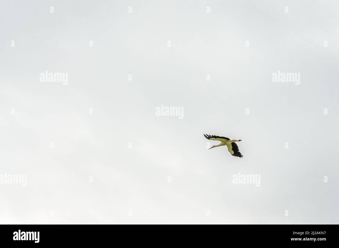 White storks fly in the air above the settlement Stock Photo - Alamy