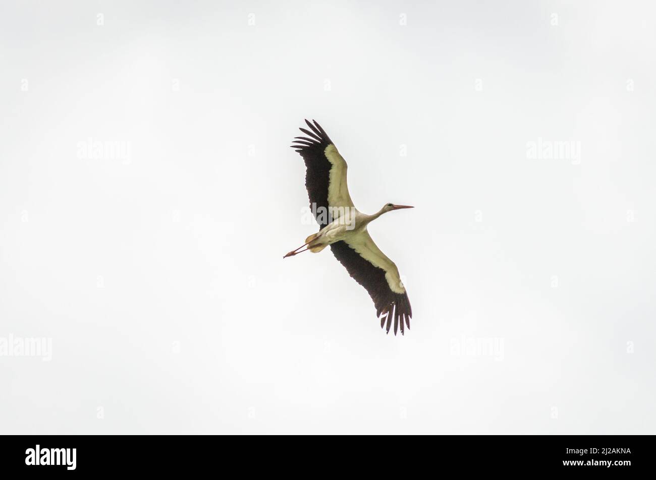 White storks fly in the air above the settlement Stock Photo - Alamy