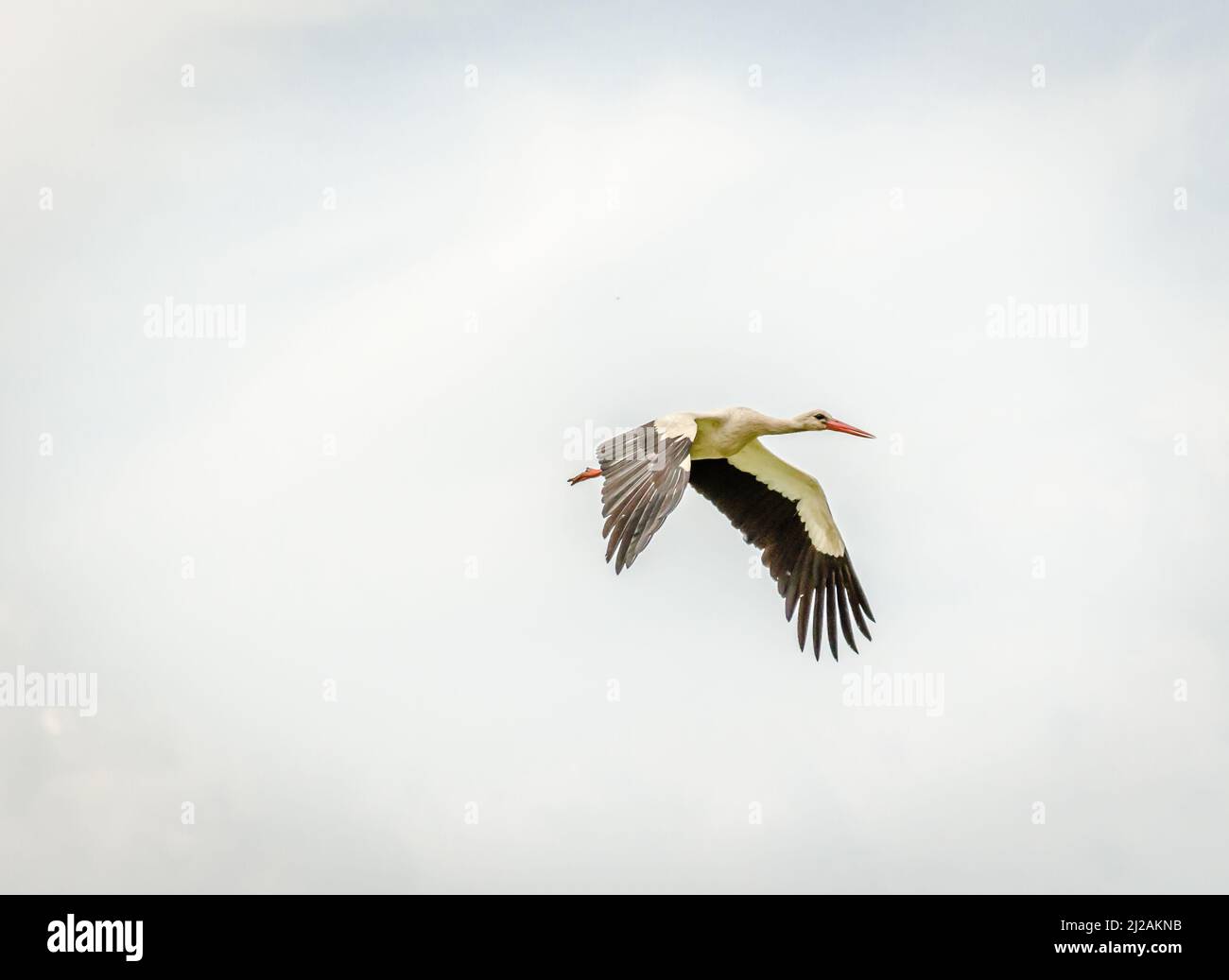 Pair storks sitting in hi-res stock photography and images - Alamy