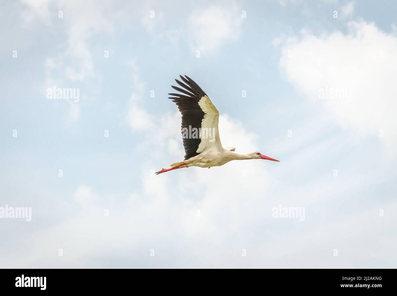 White storks fly in the air above the settlement Stock Photo - Alamy