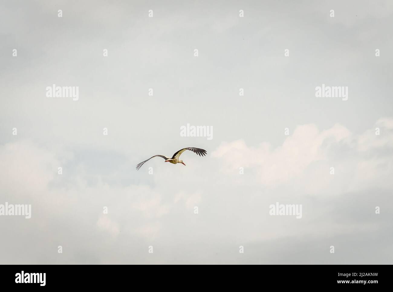 White storks fly in the air above the settlement Stock Photo - Alamy